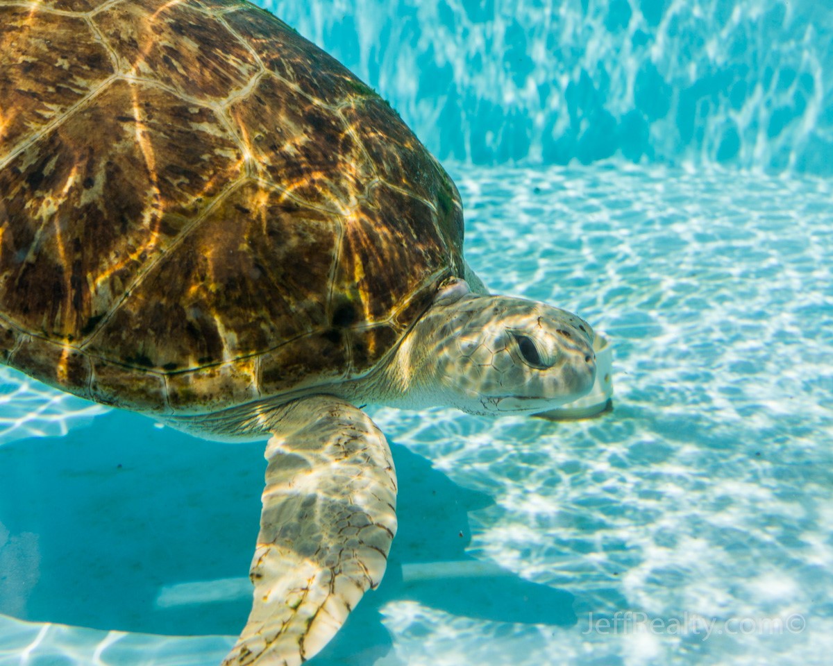 Palm Beach Places Unknown | Loggerhead Marinelife Center - Echo Fine ...