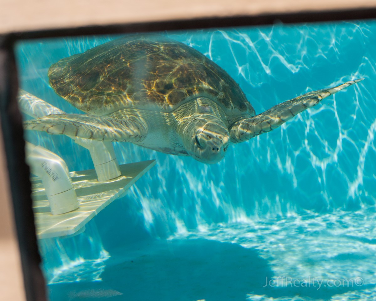 Palm Beach Places Unknown | Loggerhead Marinelife Center - Echo Fine ...