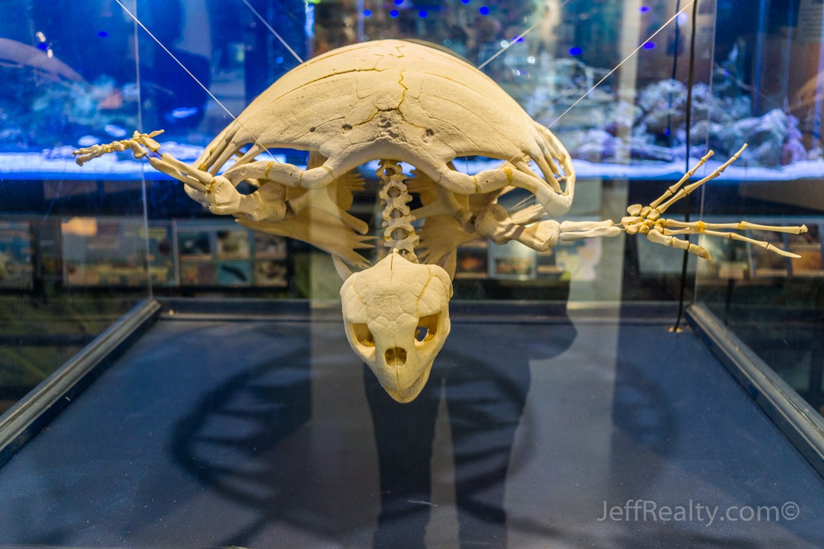 Palm Beach Places Unknown | Loggerhead Marinelife Center - Echo Fine ...