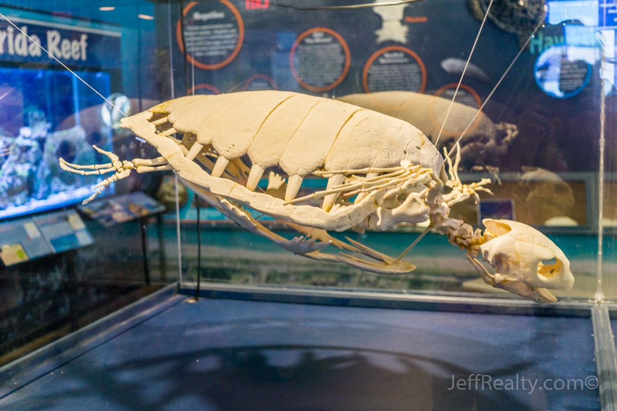 Palm Beach Places Unknown | Loggerhead Marinelife Center - Echo Fine ...